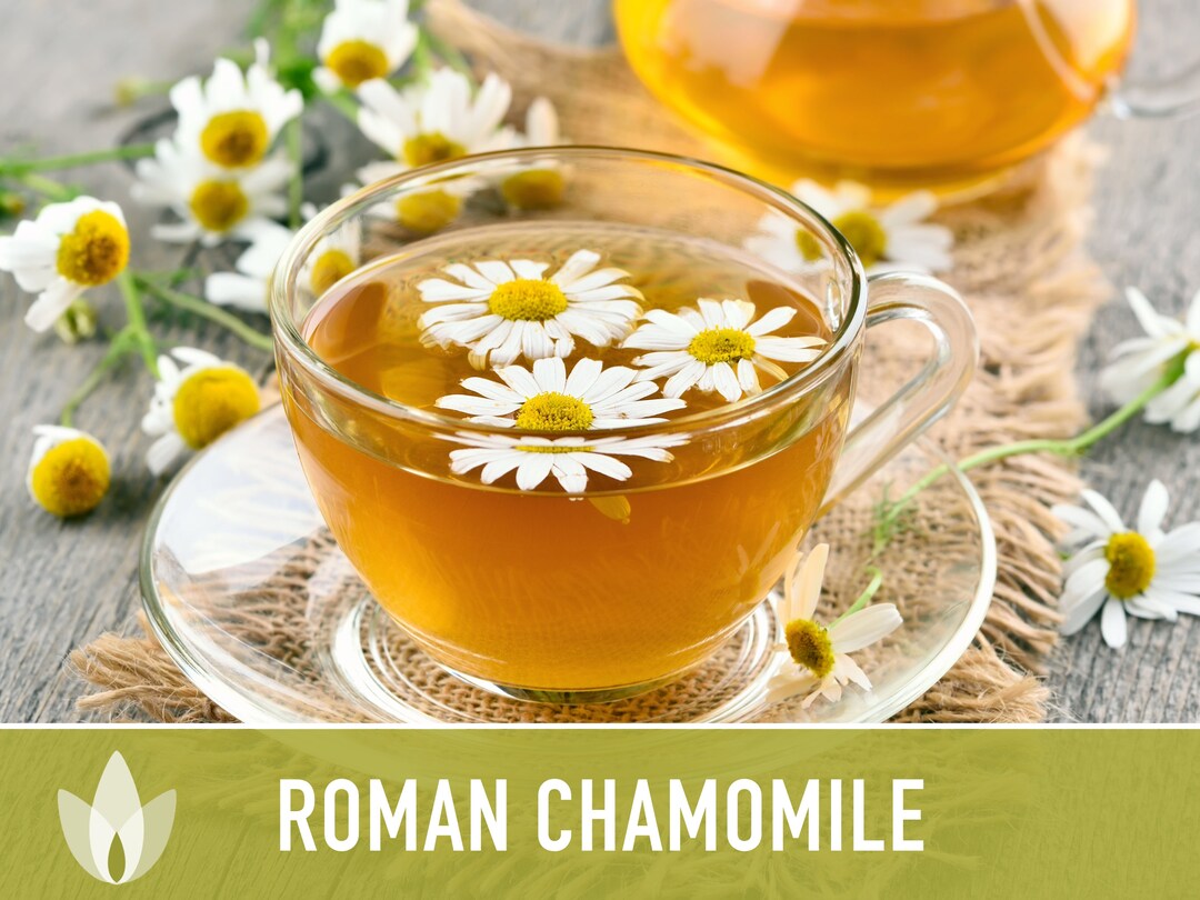 Roman Chamomile Seeds Heirloom Seeds Medicinal Herb Seeds - Etsy