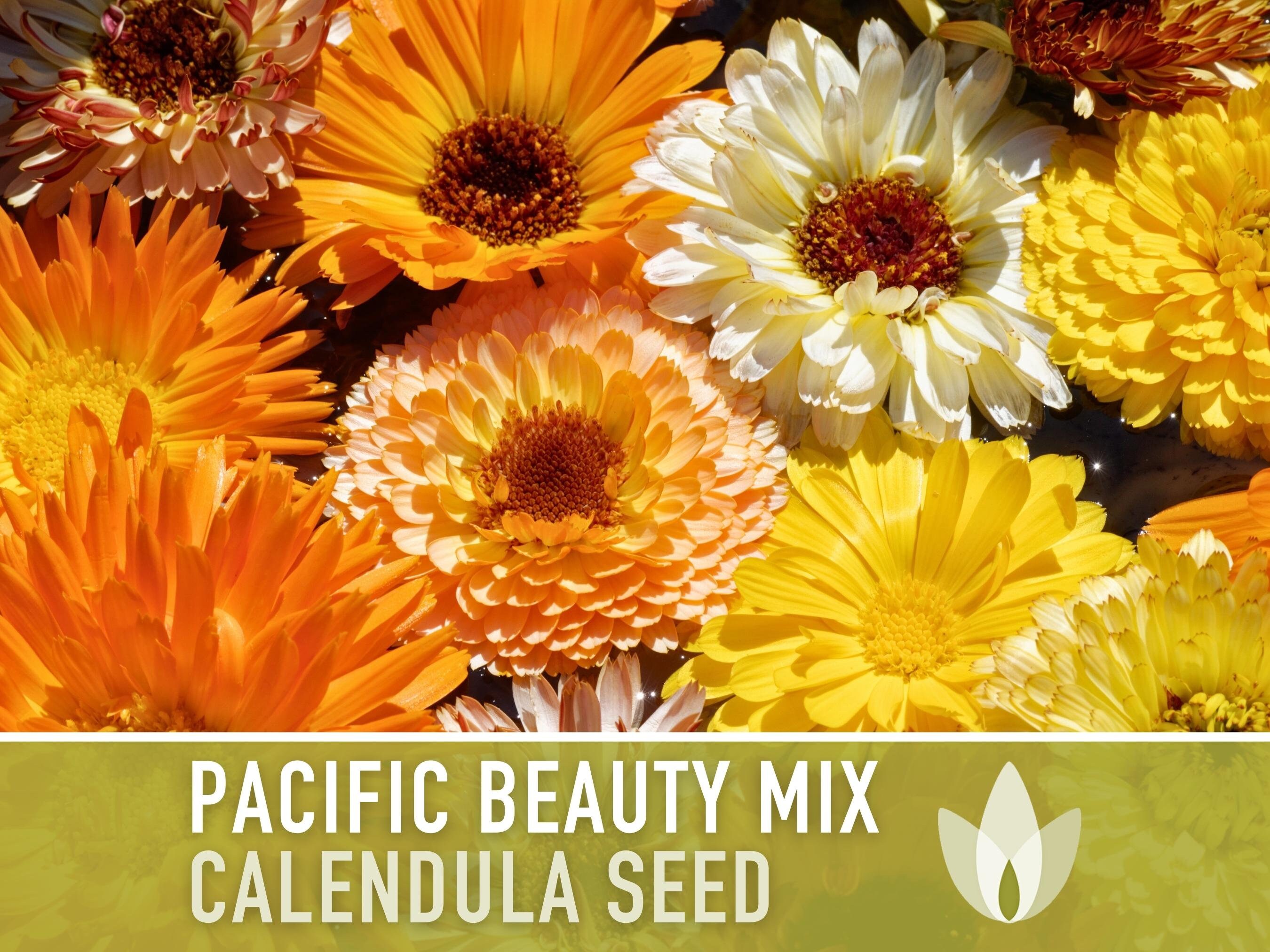 Calendula Pacific Beauty Flower Seeds – Heirloom Cottage Garden - Etsy