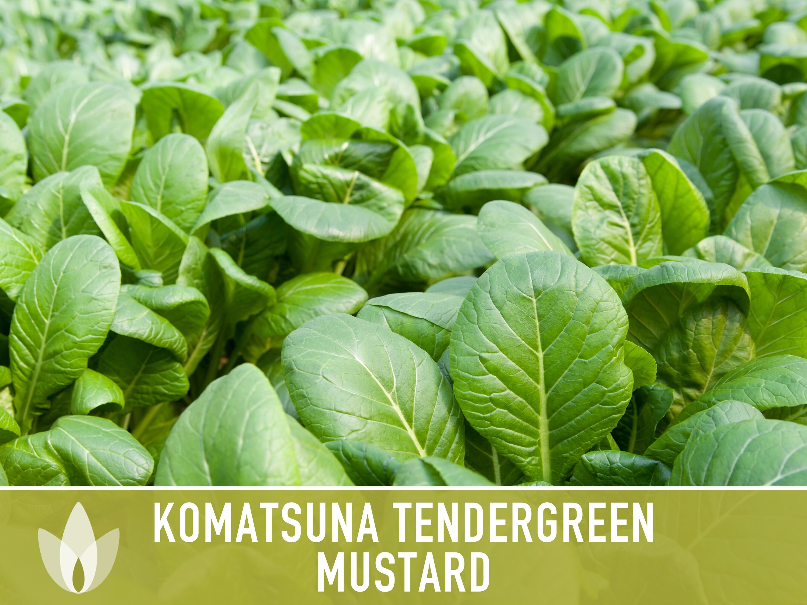 Asian Vegetables Seeds Tendergreen Mustard Seeds 500+ - Komatsuna ...