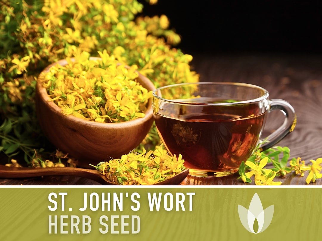 St. John's Wort Herb Seeds - Heriloom Seeds, Medicinal Herb Seeds ...