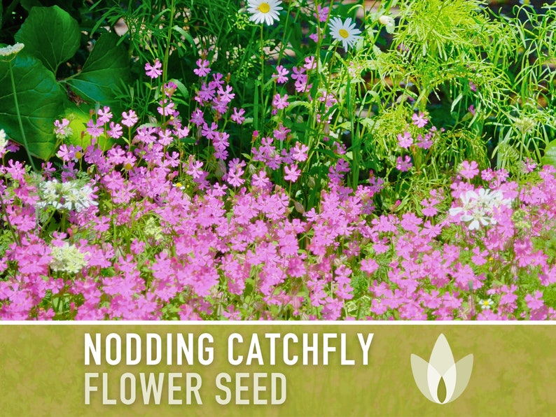 Nodding Catchfly Seeds – Rose Pink Blooms, Pollinator Garden (100 Seeds ...