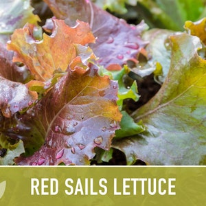 Red Sails Lettuce Heirloom Seeds - AAS Winner, Baby Greens, Short ...