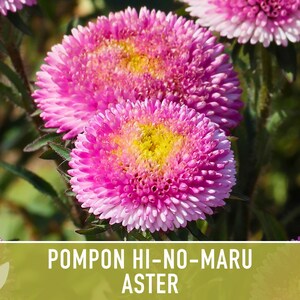 Aster, Pompon Hi-no-maru Flower Seeds - Heirloom Seeds, China Aster ...