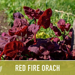 Red Fire Orach Seeds - Heirloom Seeds, French Spinach, Garden Orach ...