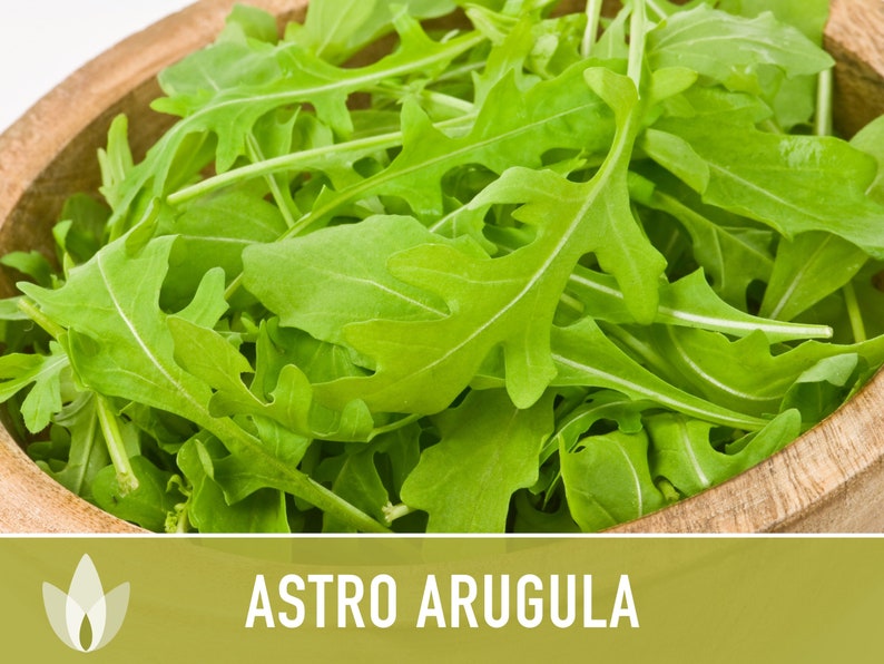 Astro Arugula Seeds Heirloom Seeds Fresh Salad Microgreen - Etsy