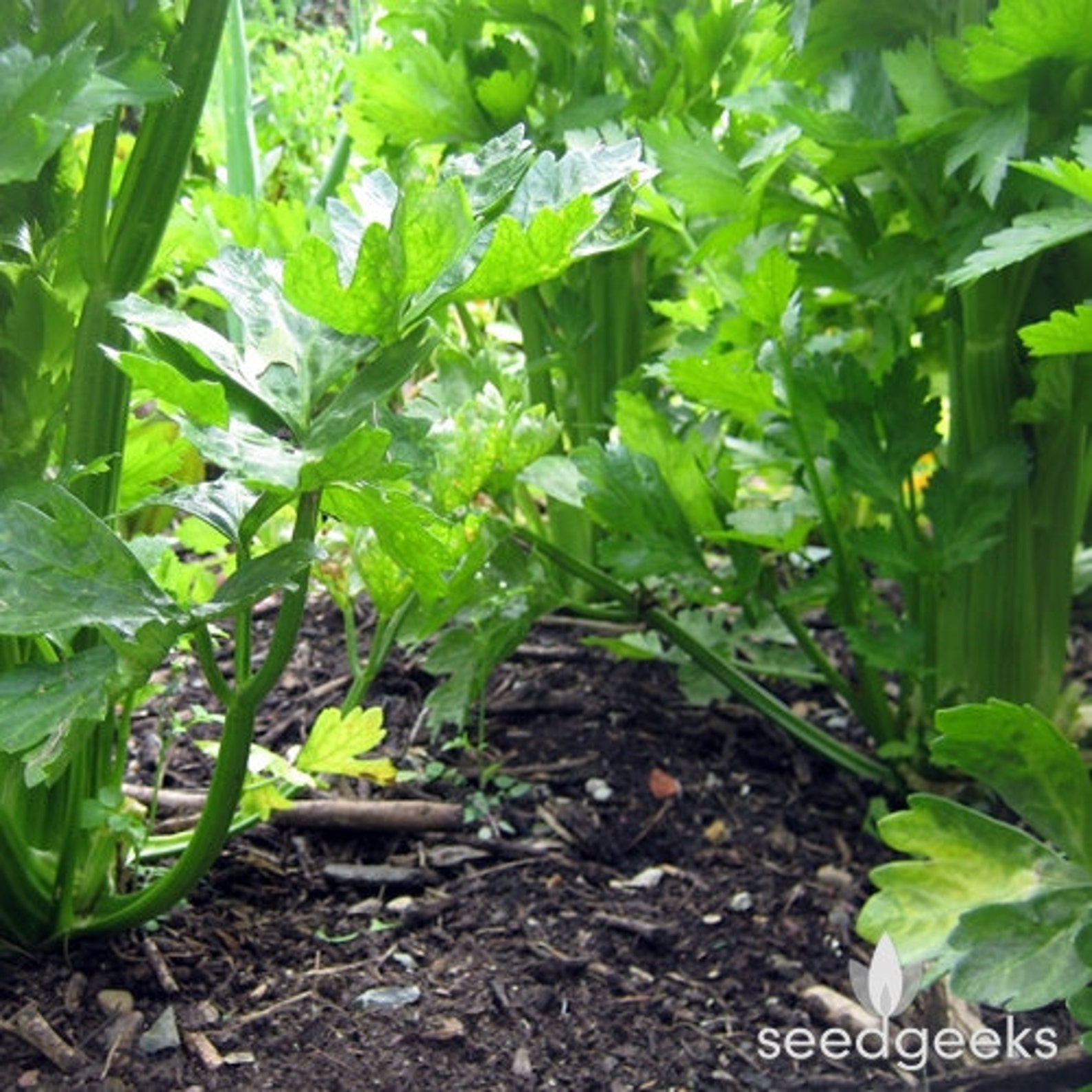 Tall Utah Celery Heirloom Seeds - Etsy
