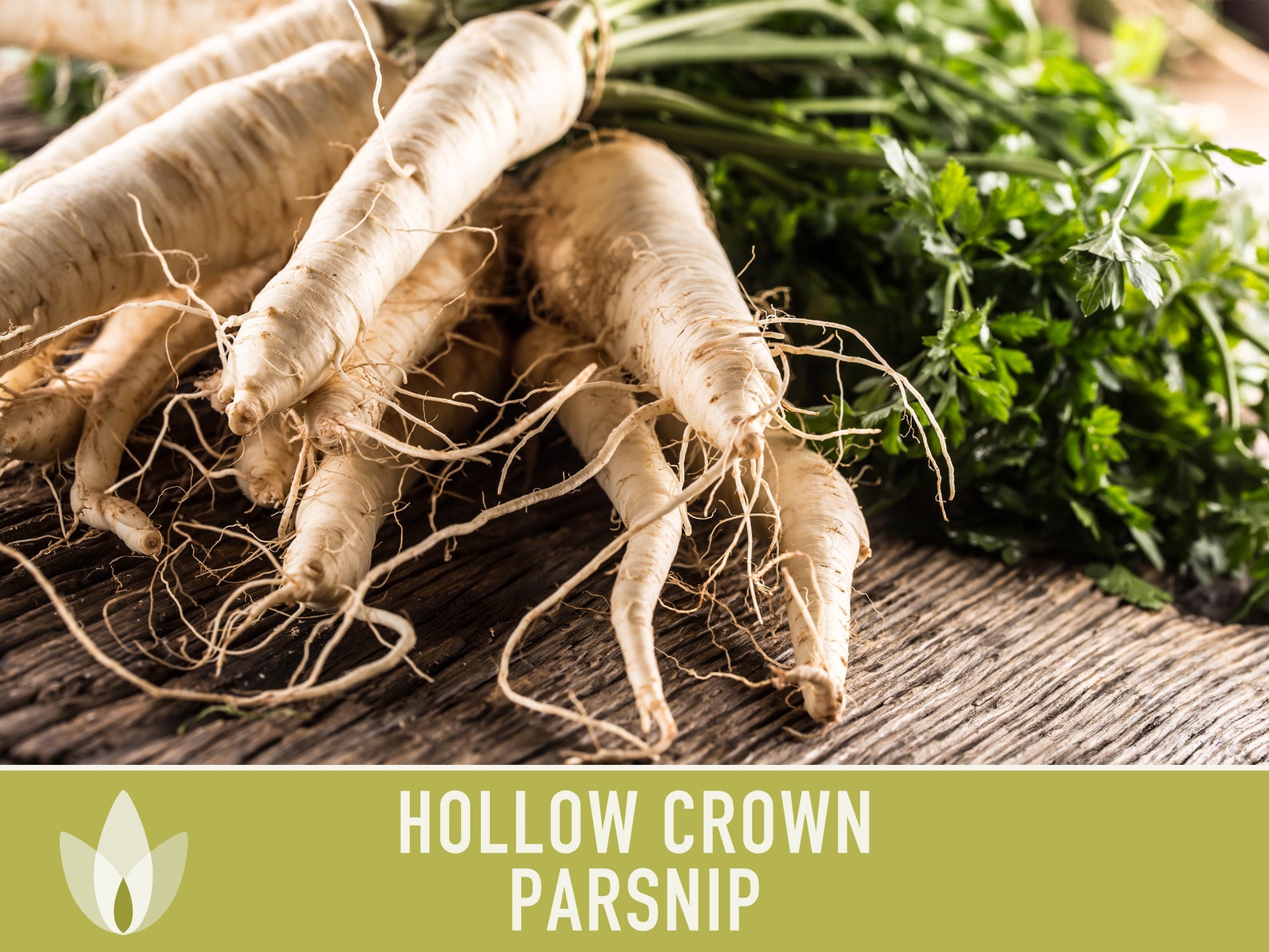 Hollow Crown Parsnip Heirloom Seeds - Non-gmo, Open Pollinated ...