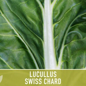 Lucullus Swiss Chard Heirloom Seeds - Etsy