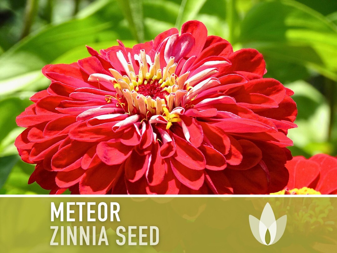 Zinnia, Meteor Heirloom Seeds, Flower Seeds, Red Flower, Butterfly Garden, Cut Flowers ...