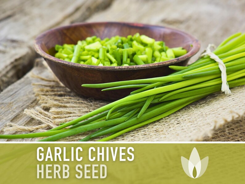 Garlic Chives Seeds | 100+ Seeds, Herb, Non-gmo Heirloom, Culinary ...