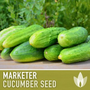 Marketer Cucumber Seeds - AAS Winner, Non-gmo, Open Pollinated - Etsy