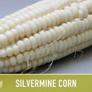 Silvermine White Dent Corn Seeds - Heirloom Seeds, Early Boone County ...