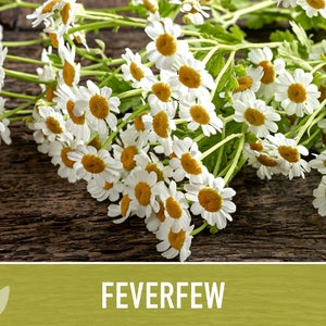 Feverfew Seeds - Heirloom Herb, Open Pollinated, Non-gmo - Etsy