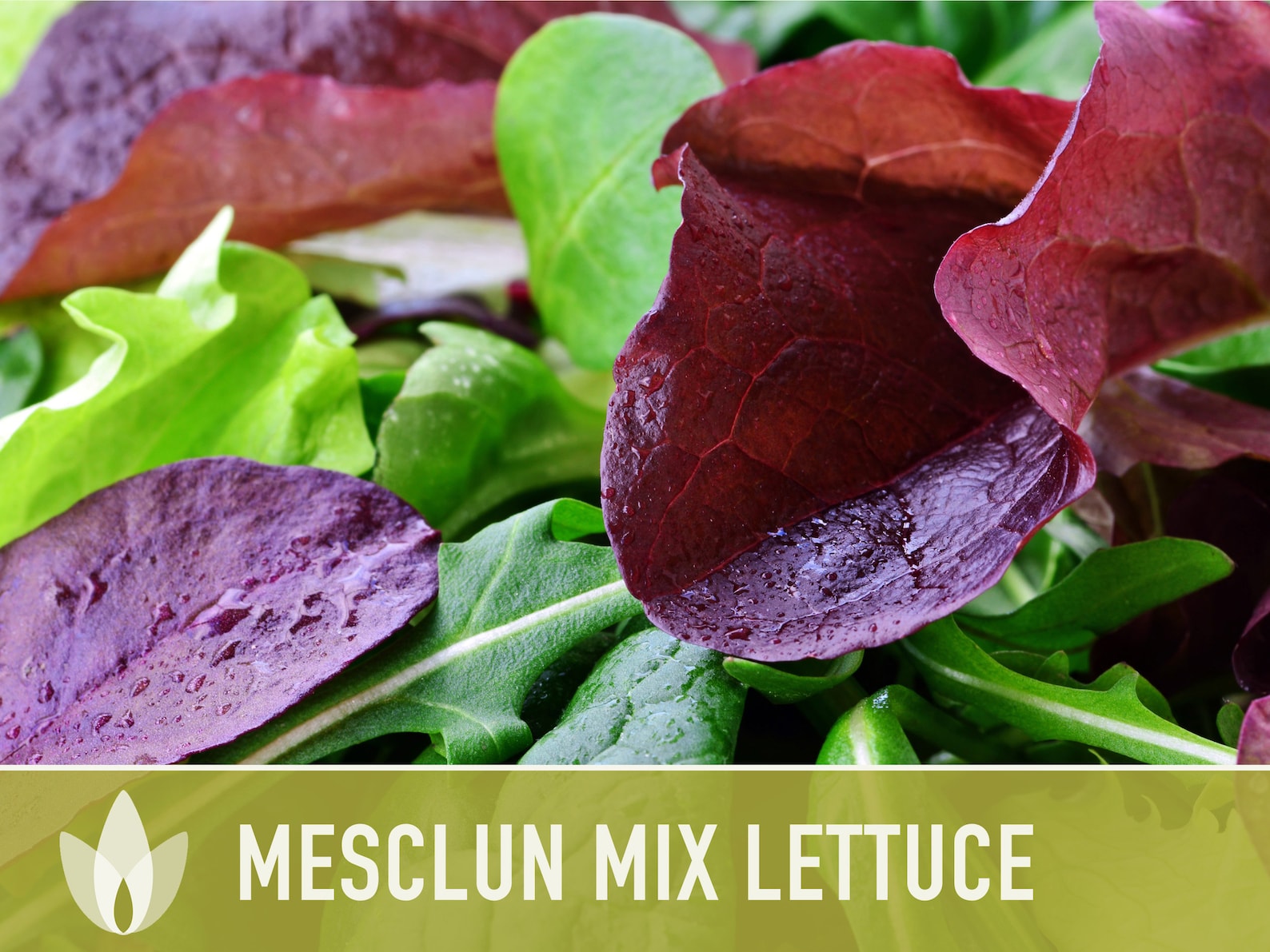Mesclun Lettuce Seed Mix – Gourmet Salad Greens, Non-gmo - Etsy