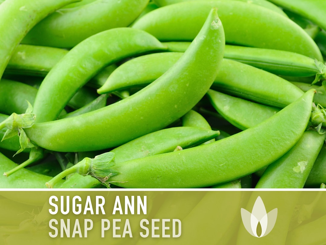Sugar Ann Snap Pea Seeds - Heirloom Seeds, Container Garden, Open ...