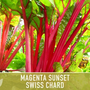Magenta Sunset Swiss Chard Seeds - Heirloom Seeds, High Yield, Edible ...