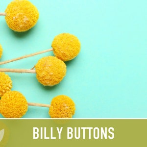 Billy Buttons (drumsticks) Flower Seeds - Heirloom Seeds, Craspedia ...