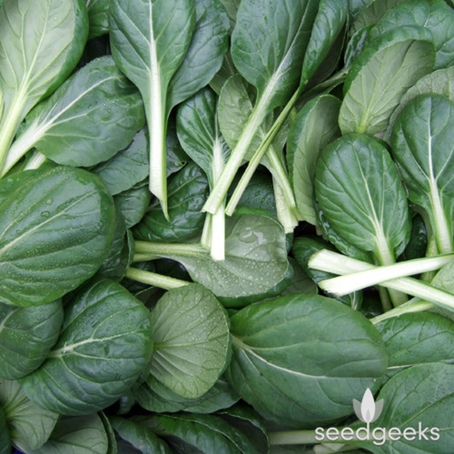 Tatsoi Mustard Greens Heirloom Seeds | Etsy