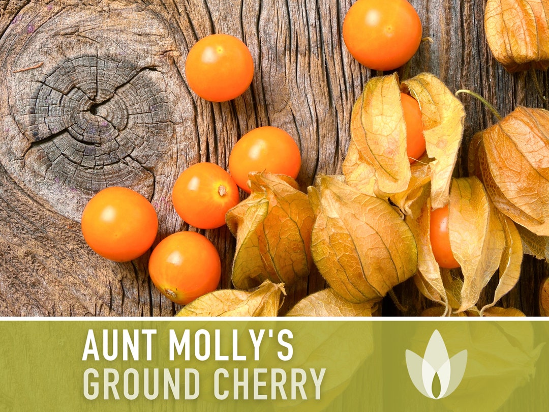 Aunt Molly's Ground Cherry Seeds, Heirloom Cape Gooseberry, Non-gmo - Etsy