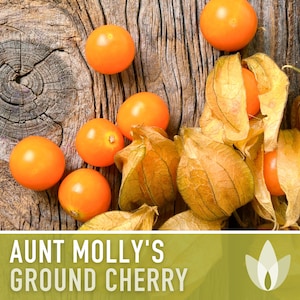 Aunt Molly's Ground Cherry Seeds, Heirloom Cape Gooseberry, Non-gmo - Etsy