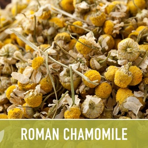 Roman Chamomile Seeds - Heirloom Seeds, Medicinal Herb Seeds, Herbal ...