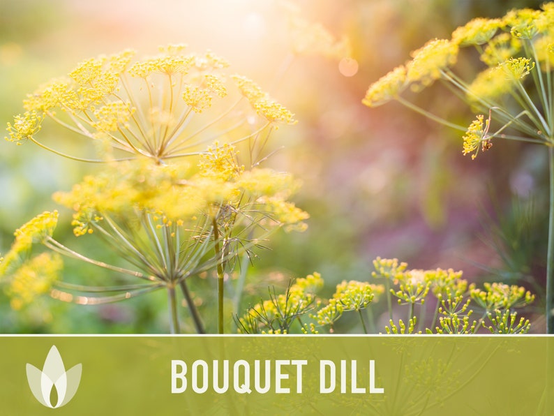 Bouquet Dill Heirloom Seeds Non-gmo Open Pollinated - Etsy