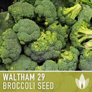 Waltham 29 Broccoli Seeds - Heirloom Seeds, Cold Tolerant, Dwarf Plant ...