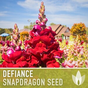 Defiance Snapdragon Seeds, 100 Heirloom Scarlet Red, Cottage Garden - Etsy
