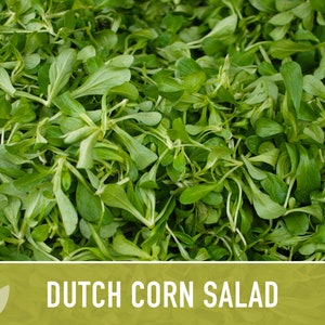 Corn Salad, Dutch, Mache Heirloom Seeds - Winter Salad, Grow All Year ...
