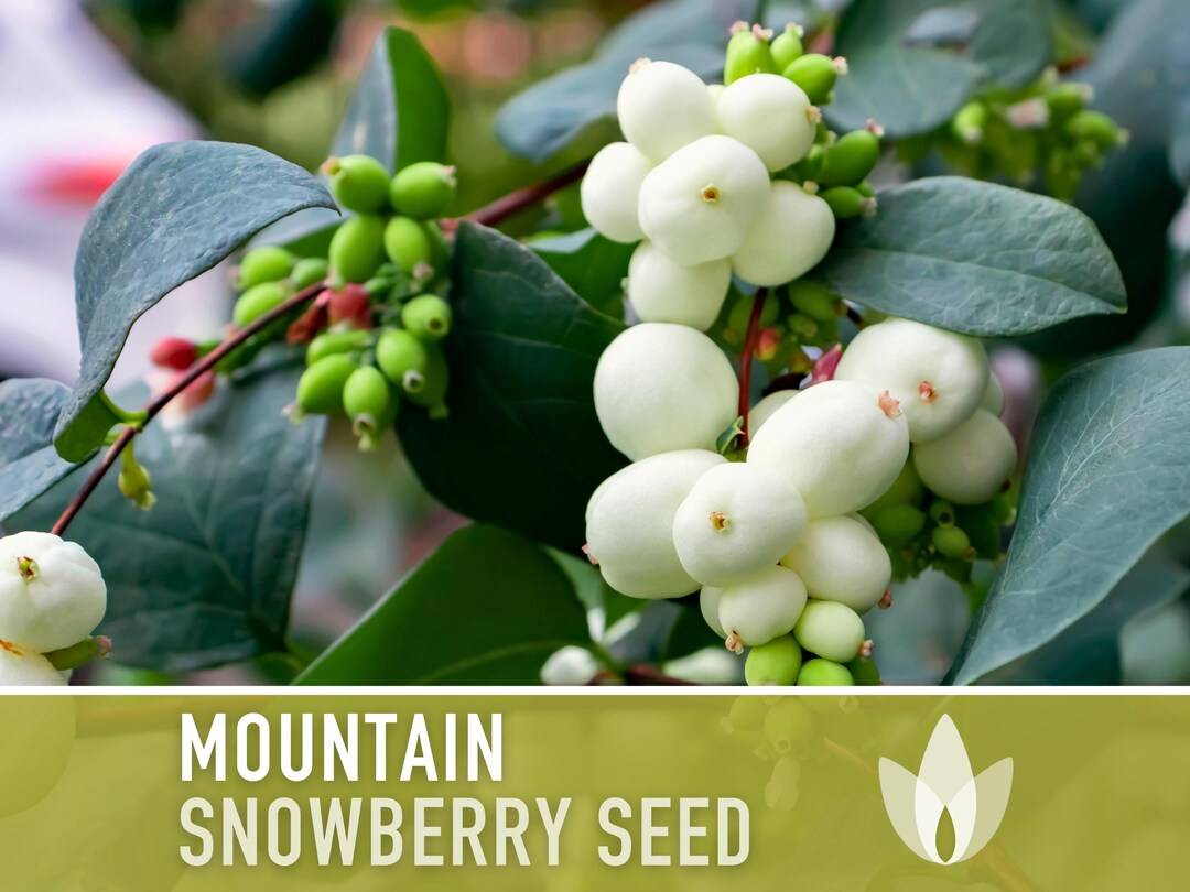 Mountain Snowberry Seeds - 30 Heirloom Seeds, Medicinal Plant ...