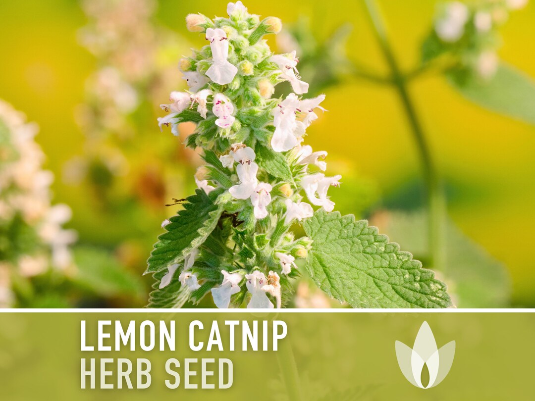 Lemon Catnip Herb Seeds - Heirloom Seeds, Herbal Tea, Kitty Favorite ...