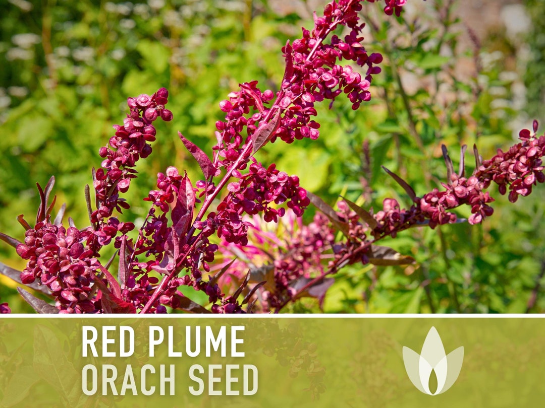 Red Plume Orach Seeds - Heirloom Seeds, Mountain Spinach, French ...