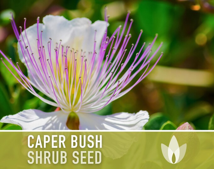 Capparis Spinosa Var. Inermis SPINELESS CAPER BUSH Live Plant 4" Pot ...