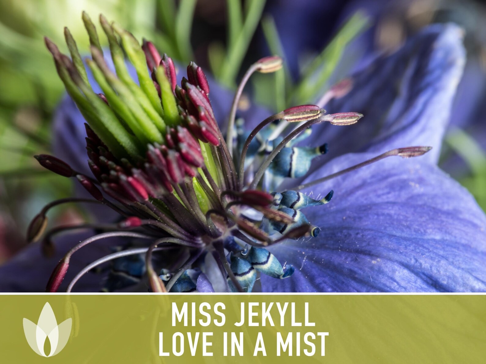 Miss Jekyll Love-in-a-mist Flower Seeds Heirloom Seeds - Etsy