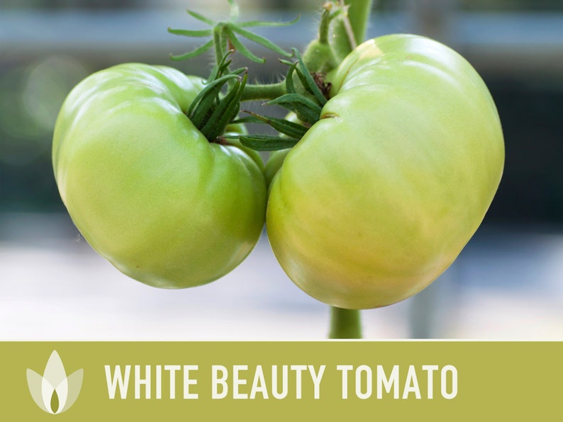 White Beauty Tomato Heirloom Seeds - Snowball Tomato, Indeterminate ...