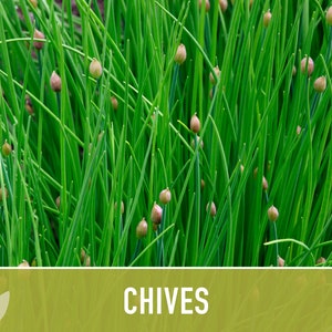Chives Heirloom Herb Seeds - Etsy