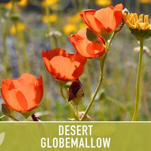 Desert Globemallow Seeds – Vivid Orange Flowers, Native Heirloom - Etsy