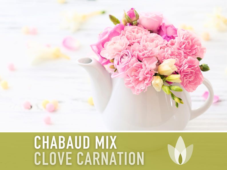 Clove Carnation Chabaud Mix Flower Seeds, Heirloom Rainbow Blend - Etsy