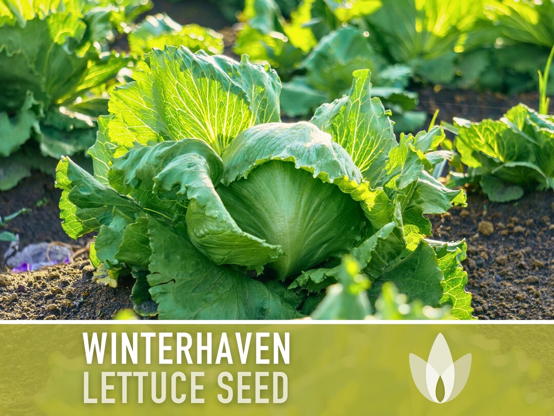 Winterhaven Lettuce Seeds - Heirloom Seeds, Iceberg Head Lettuce, Cool ...
