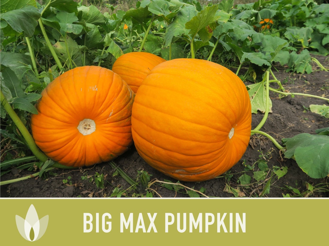 Big Max Pumpkin Seeds Heirloom Seeds Jack-o-lantern Pumpkin - Etsy