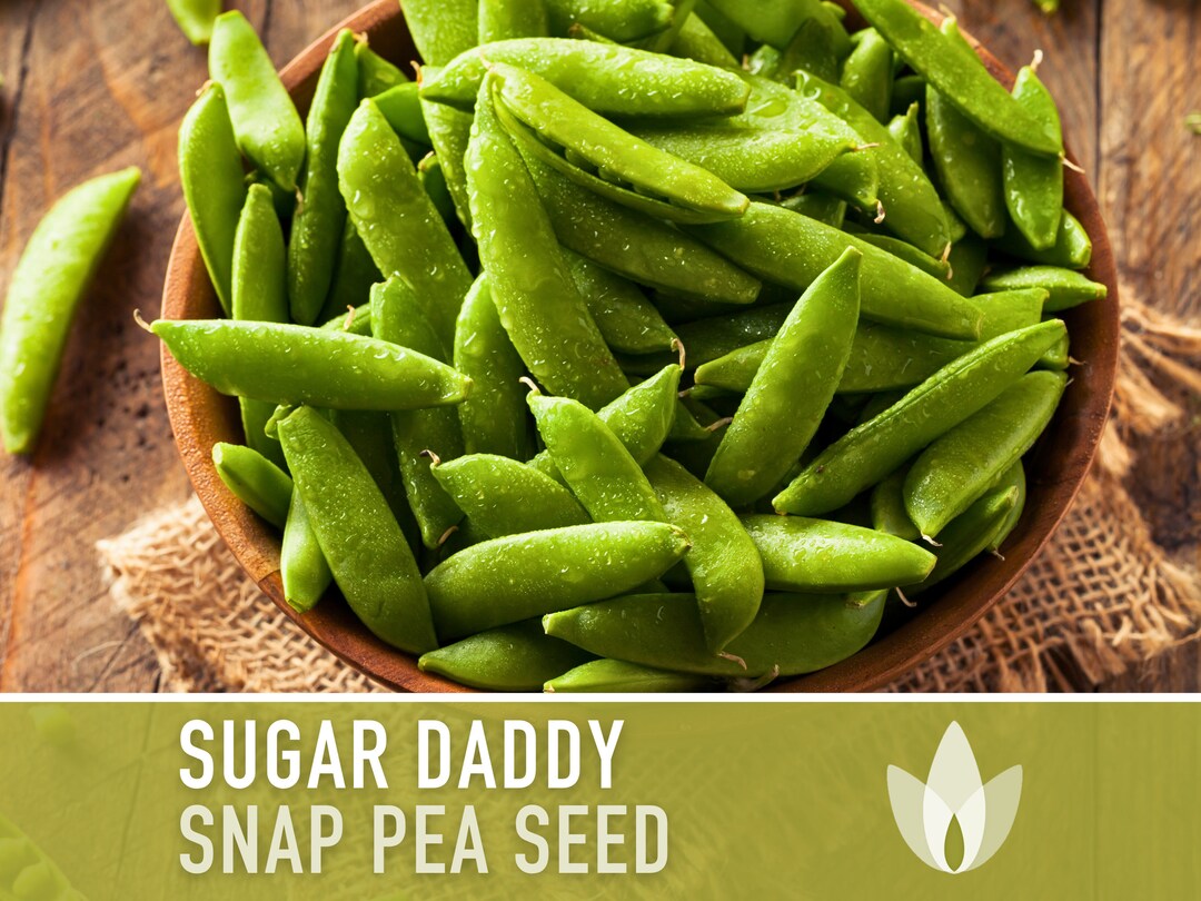 Sugar Daddy Snap Pea Seeds - Heirloom Seeds, Stringless, Semi-dwarf ...