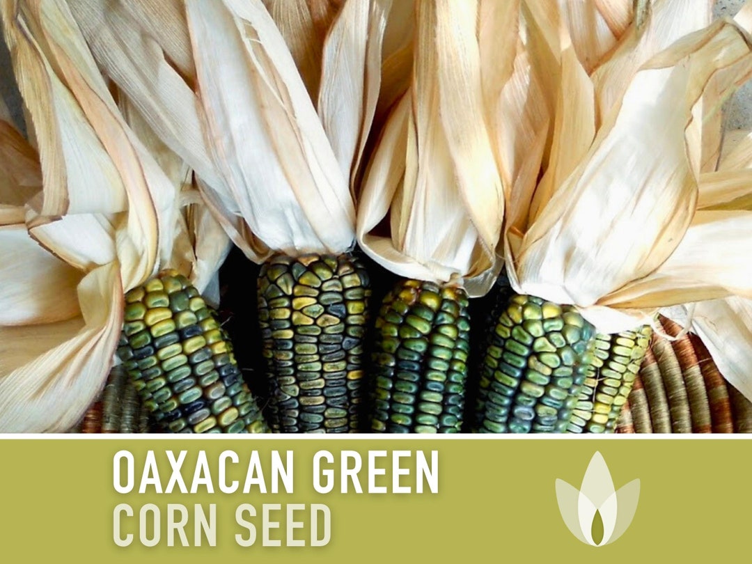 Oaxacan Green Dent Corn Seeds - Heirloom Seeds, Native American Corn ...