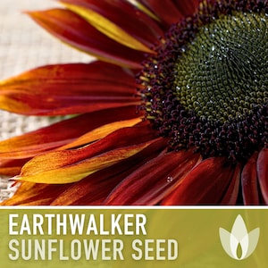 Earthwalker Sunflower Seeds - Heirloom Seeds, Seed Packets, Flower ...