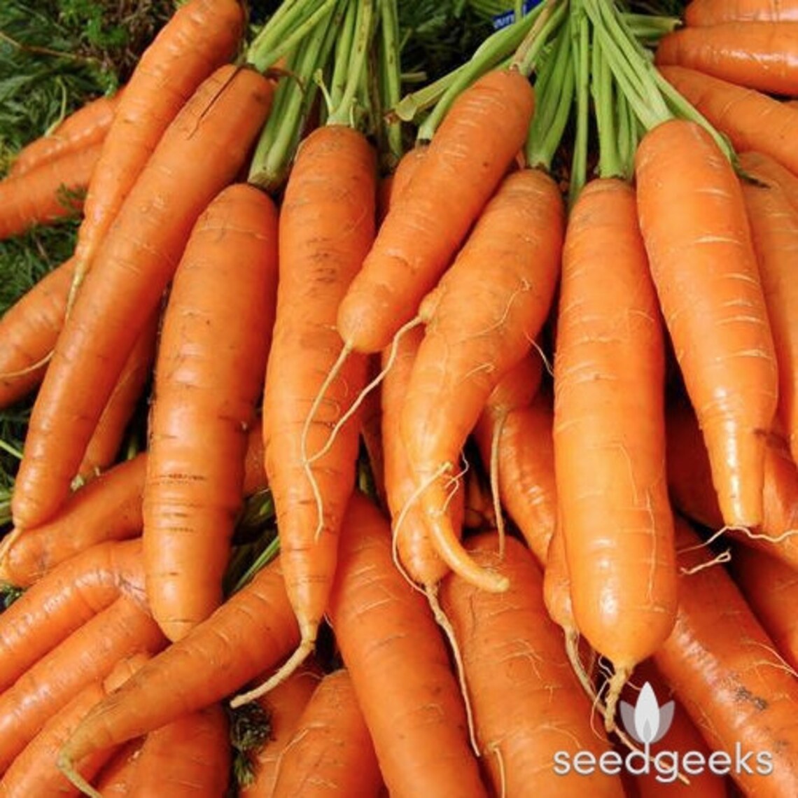 Little Finger Carrot Heirloom Seeds | Etsy