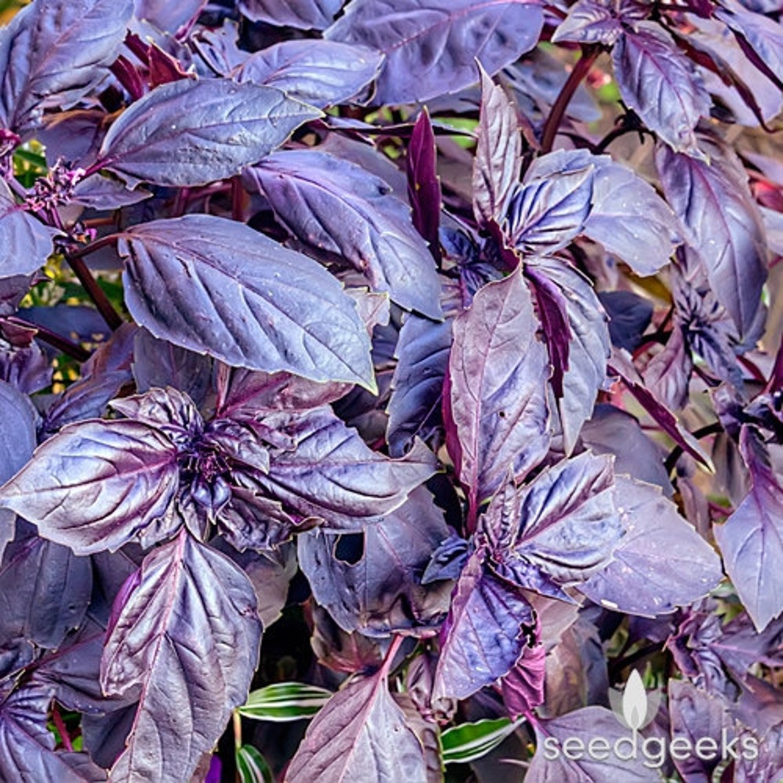 Purple Dark Opal Basil Herb Heirloom Seeds - Etsy