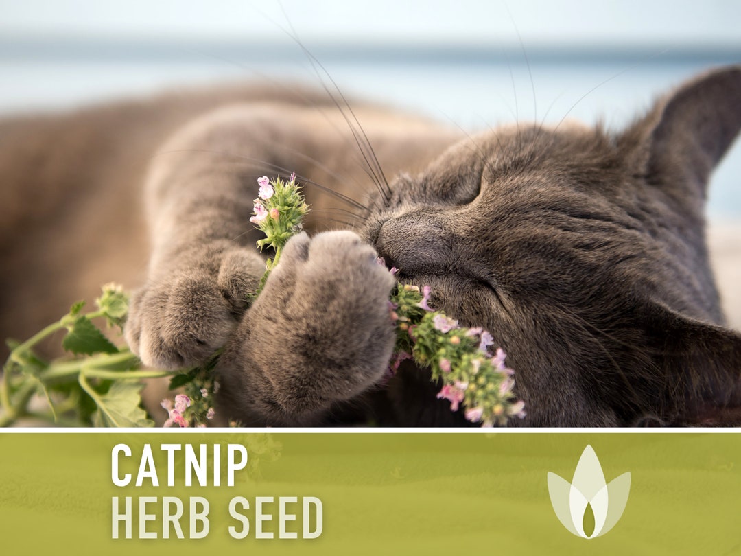 Catnip Herb Seeds - Heirloom, Cat Grass, Lemon Mint, Catnip Tea, Open ...