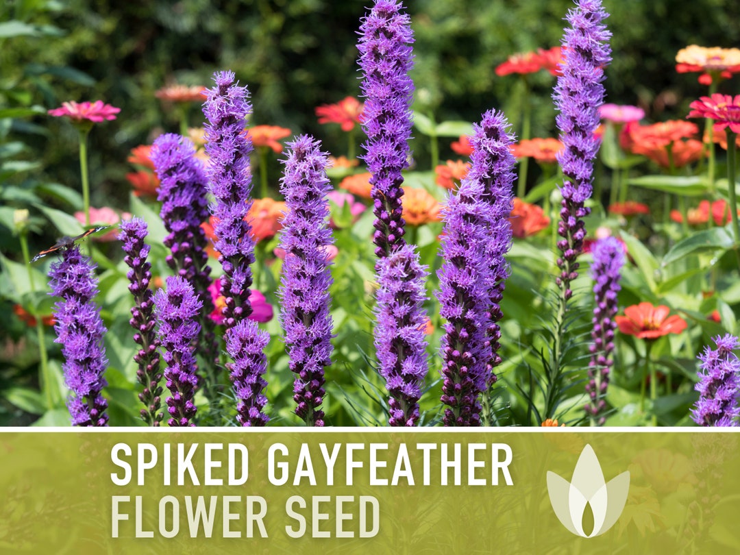Spiked Gayfeather Flower Seeds - Heirloom Seeds, Monarch Favorite ...