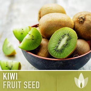Kiwi Fruit Seeds Heirloom Seeds, Chinese Gooseberry, Actinidia ...