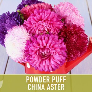 Aster, Powder Puff Flower Seeds - Heirloom Seeds, China Aster, Fluffy ...