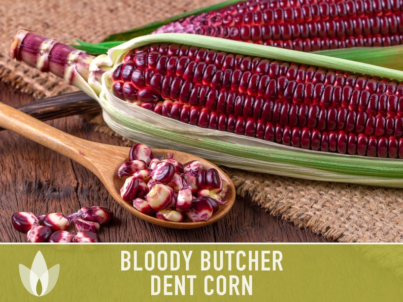 Bloody Butcher Corn Seeds - Heirloom Red Dent Corn - Etsy